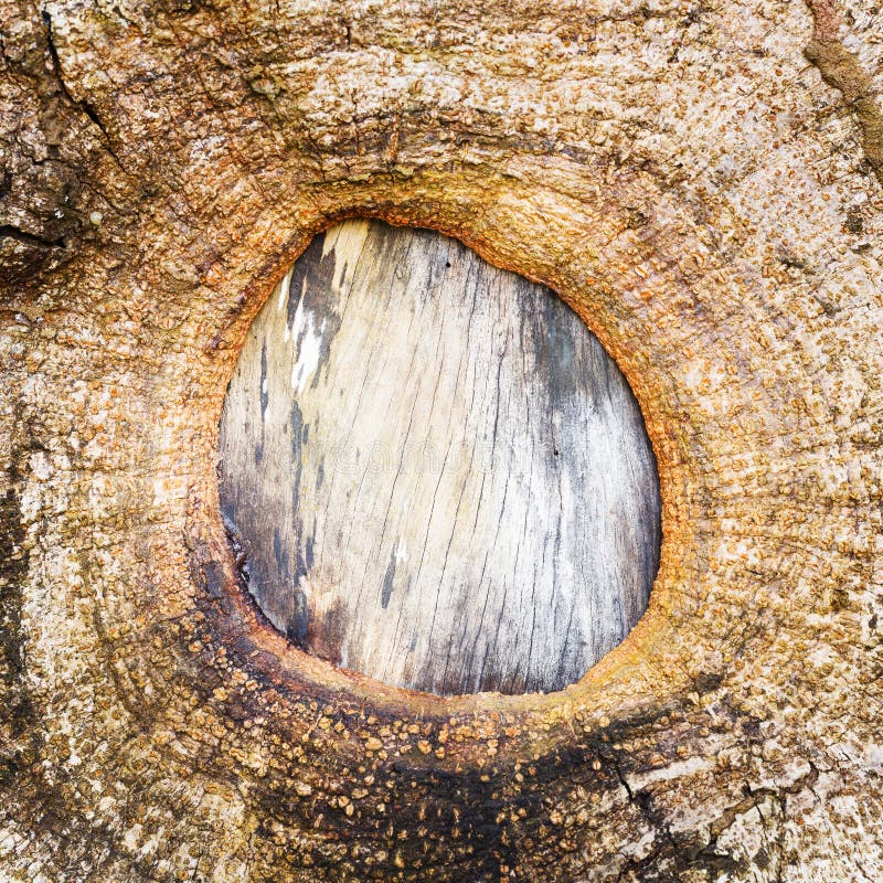Tree bark stock image. Image of grain, pine, plant, tree - 66214973