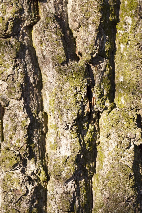 Tree bark, close-up stock image. Image of bark, environment - 86059935