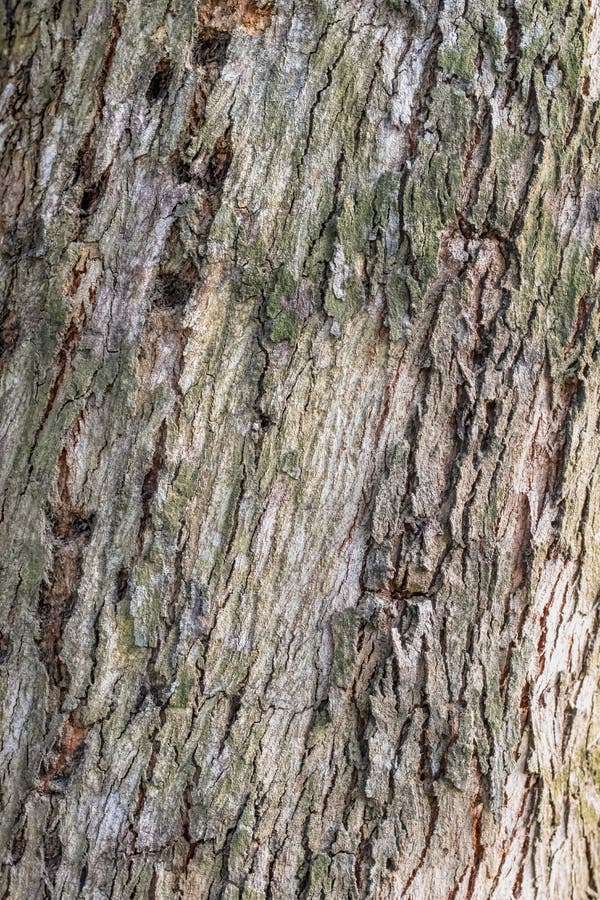 Rugged Tree Bark Close Up for Texture Background Stock Photo - Image of ...