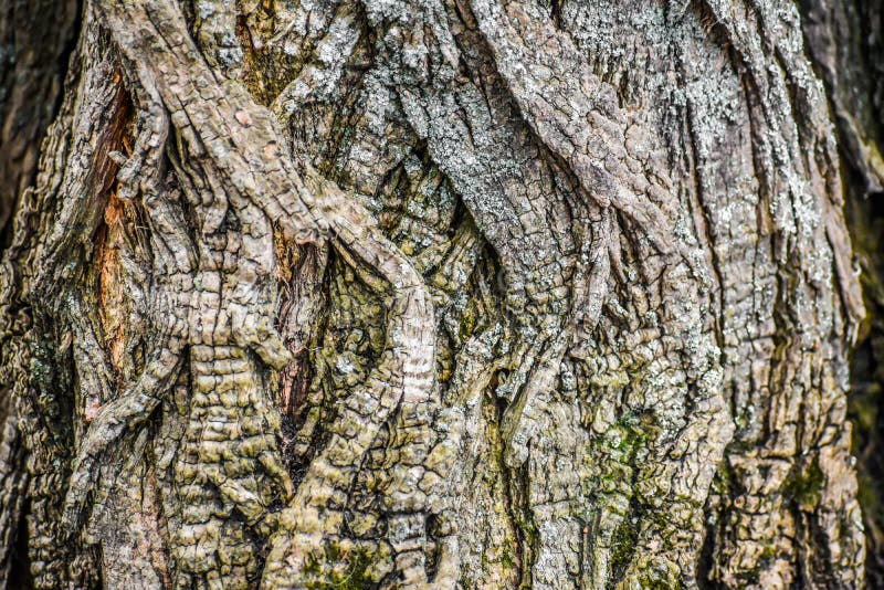 Tree Bark Close Up, Texture, Patterns Stock Photo - Image of patterns ...
