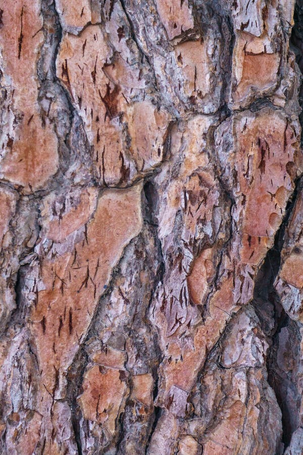 Pine Bark Close-up. Texture Pine Bark Stock Image - Image of detail ...
