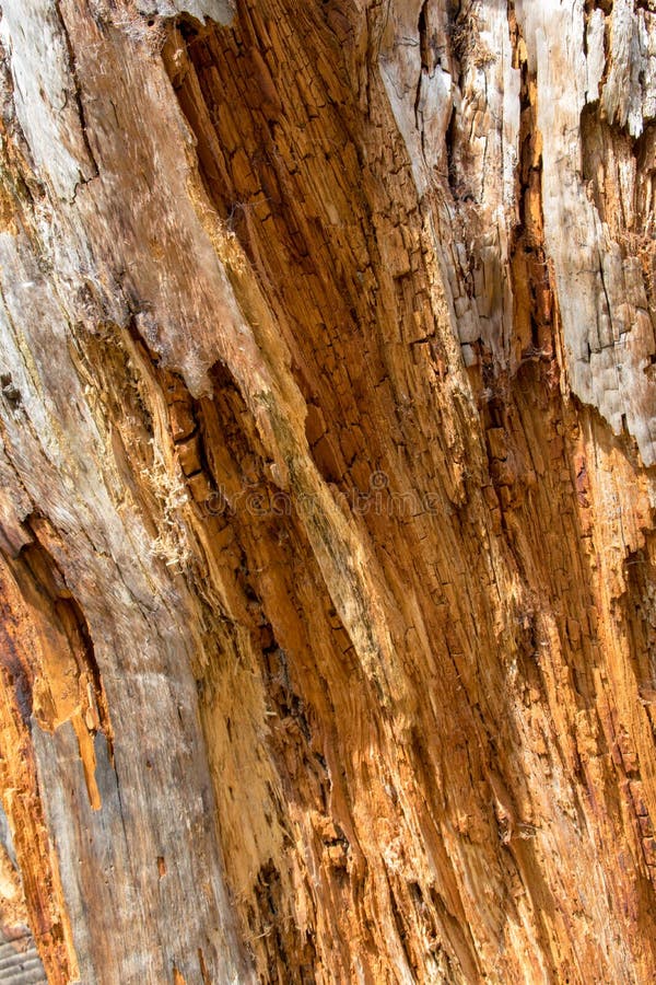 Tree Bark Close Up, Texture and Shape Stock Image - Image of close ...