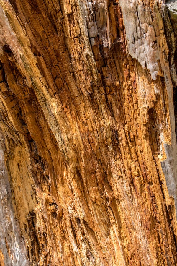 Tree Bark Close Up, Texture and Shape Stock Photo - Image of shapes ...