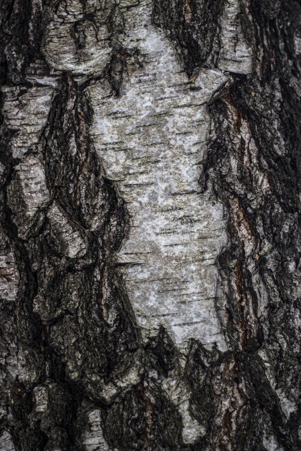 Tree Bark Close-up. the Texture of the Surface of the Tree is Covered ...