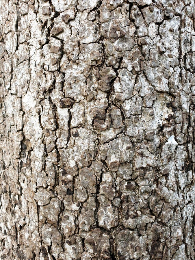 Tree Bark Close-up Texture. Stock Photo - Image of detail, grain: 280607108