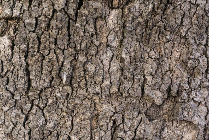Tree Bark Close-up. Texture Stock Image - Image of wood, plate: 159535777
