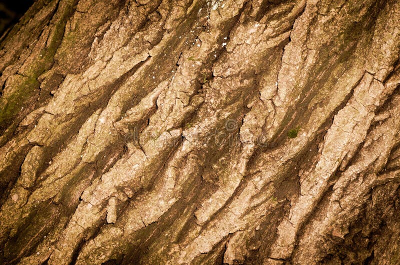 Tree bark texture close up stock image. Image of bark - 200297157