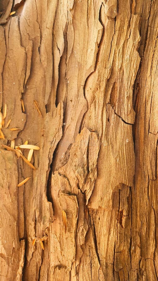 Tree bark Close Up stock photo. Image of wood, produce - 191802264