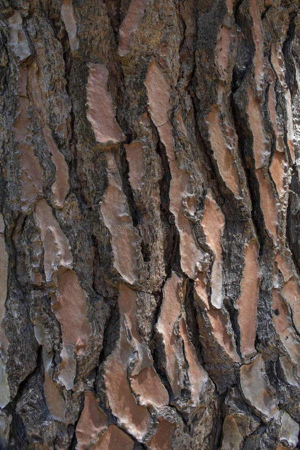 Tree bark close-up stock image. Image of moss, aging - 151026579