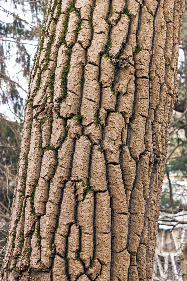 Tree bark closeup stock image. Image of closeup, woods - 220837405