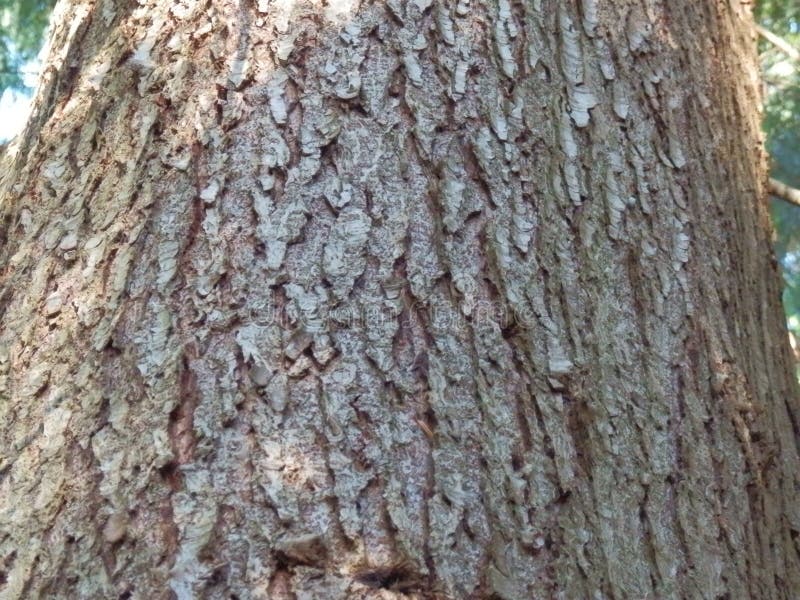 Tree bark stock image. Image of tree, trees, bark, pattern - 102830661
