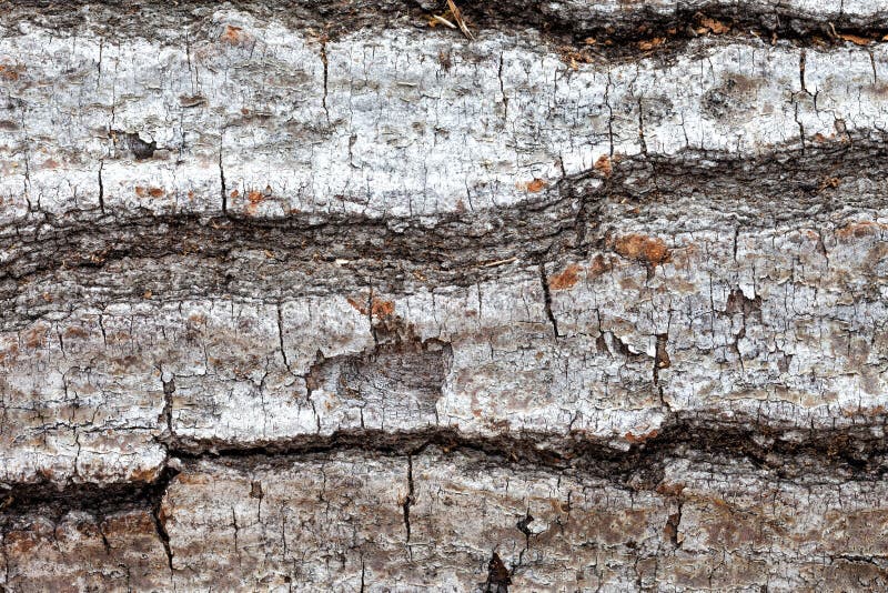 Gray sawed log end stock photo. Image of macro, wooden - 10900178
