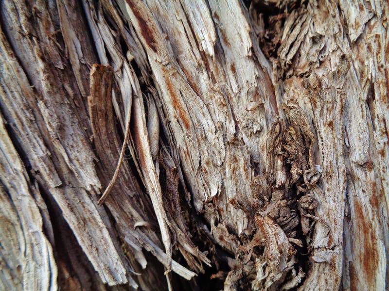 Tree bark closeup stock photo. Image of shot, macro - 158454340