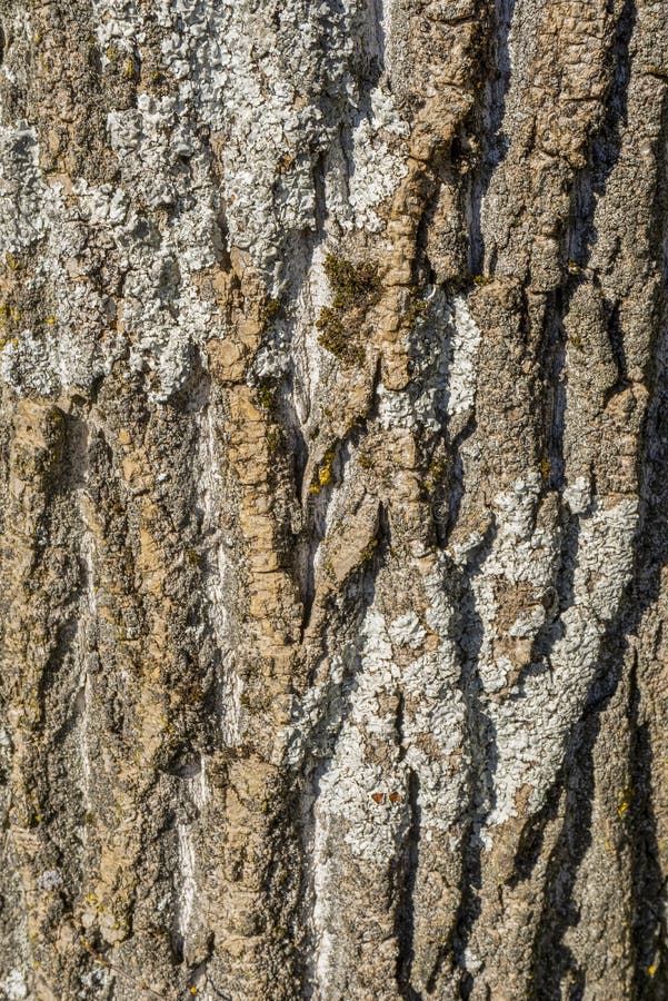 Tree bark closeup stock image. Image of weathered, structure - 207639659