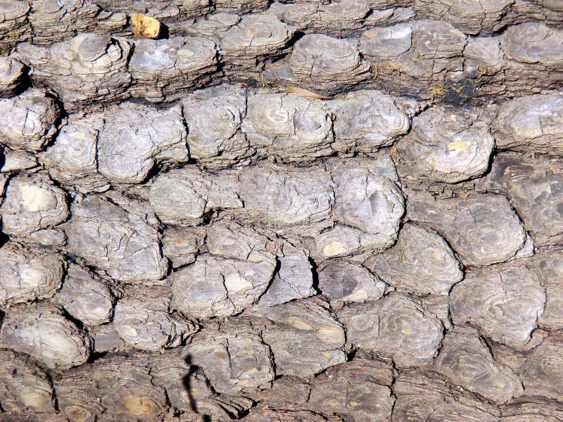 Tree bark stock photo. Image of hard, tree, coarse, nature - 242222036