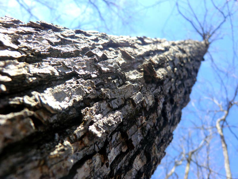 Tree bark stock photo. Image of solid, tree, hard, bark - 242222046