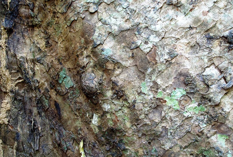 Tree Bark. stock image. Image of pine, closeup, timber - 69689185