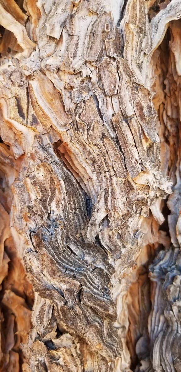 Tree Bark stock photo. Image of leaf, carving, bark - 278254962