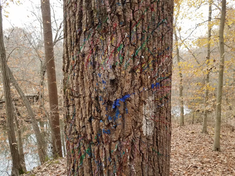 Tree Bark with Colorful Writing on it in Woods Stock Image - Image of ...