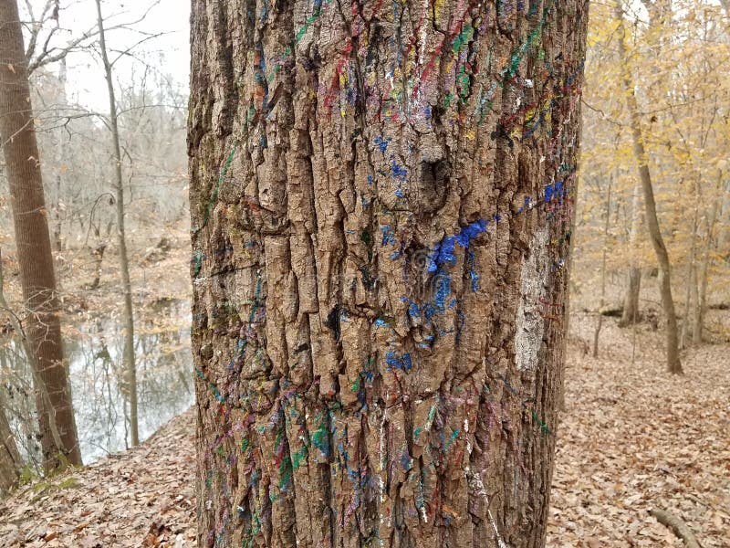 Tree Bark with Colorful Writing on it in Woods Stock Photo - Image of ...