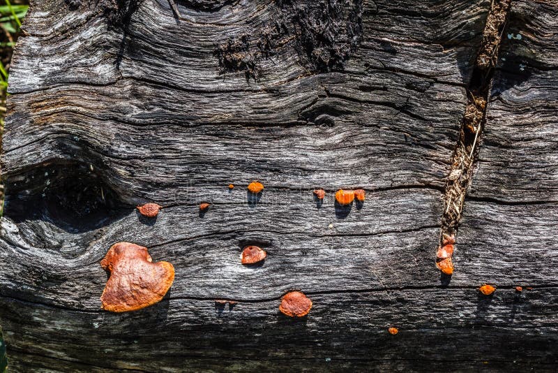 Tree Cortex Closeup with Fungi Stock Photo - Image of fungi, knot ...