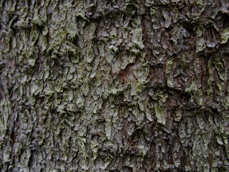 Tree Bark Covered with Different Moss and Lichen. Moss Growing on Bark ... Tree Bark Covered with Different Moss and Lichen. Moss Growing on Bark ...