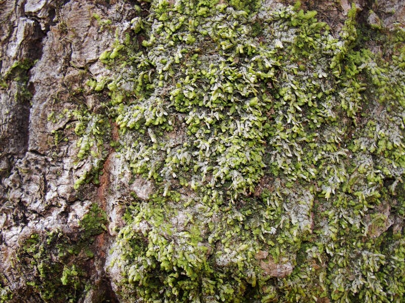 Tree Bark Covered with Different Moss and Lichen. Moss Growing on Bark ... Tree Bark Covered with Different Moss and Lichen. Moss Growing on Bark ...