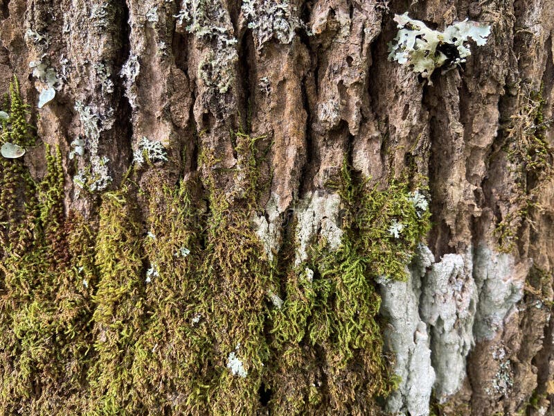Tree Bark Covered with Green Moss. Green Moss on a Tree Stock Photo - Image of green, background ...