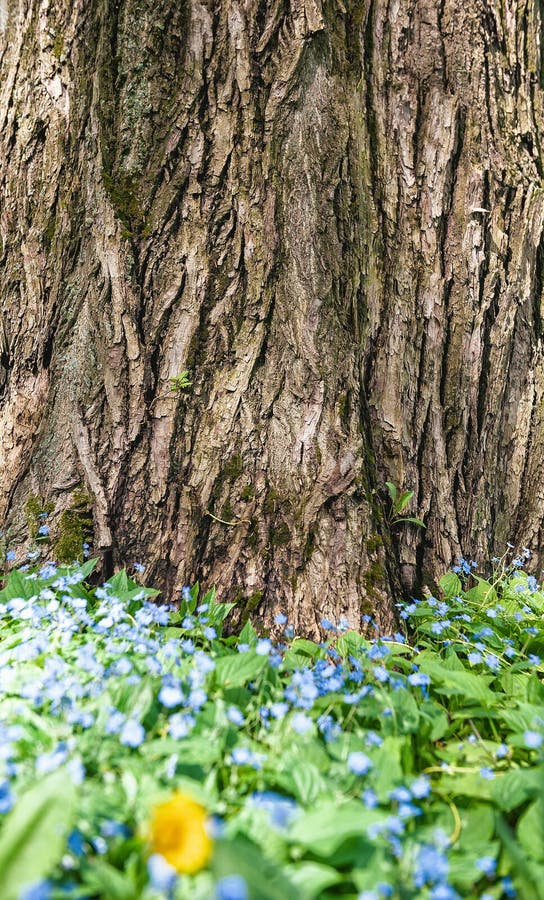 Tree Bark Covered in Moss and Green Grass Shows Forest Texture Stock ...