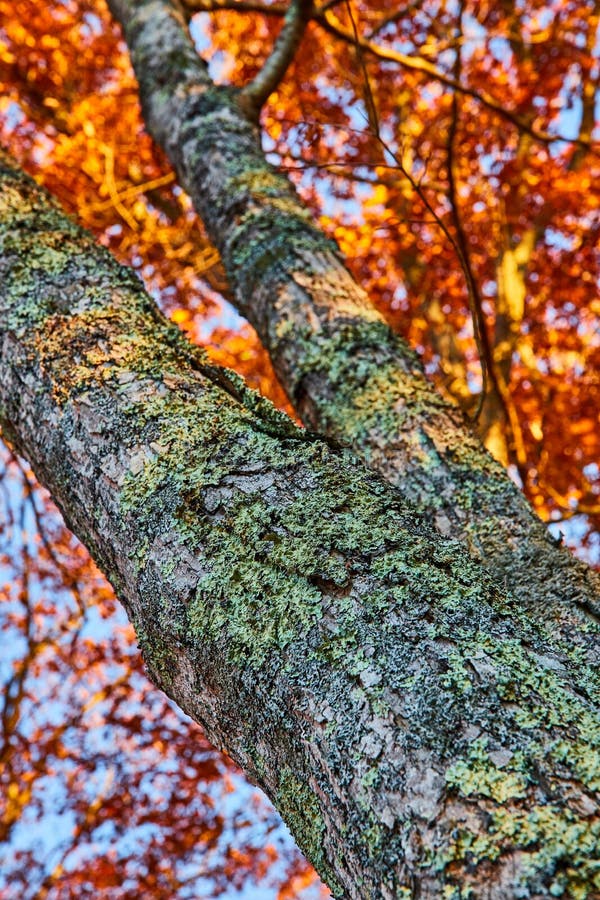 Tree Bark Covered in Moss and Lichen with Orange Leaves during Late ...