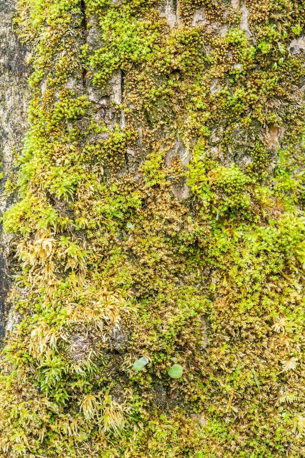 Tree Bark Covered with Moss Stock Photo - Image of moss, texture: 365410806