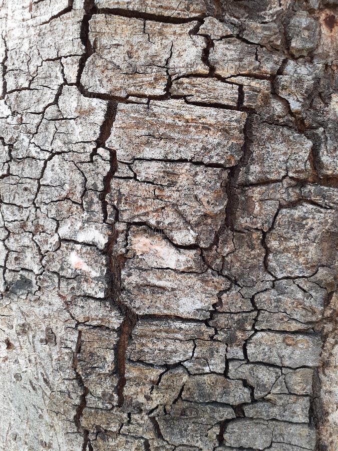 Tree Bark with Cracked Surface Texture Stock Photo - Image of bark ...