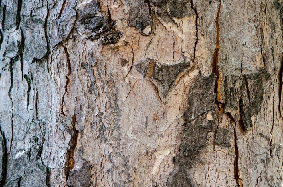 Tree Bark with Cracks and Streaks Stock Image - Image of closeup ...