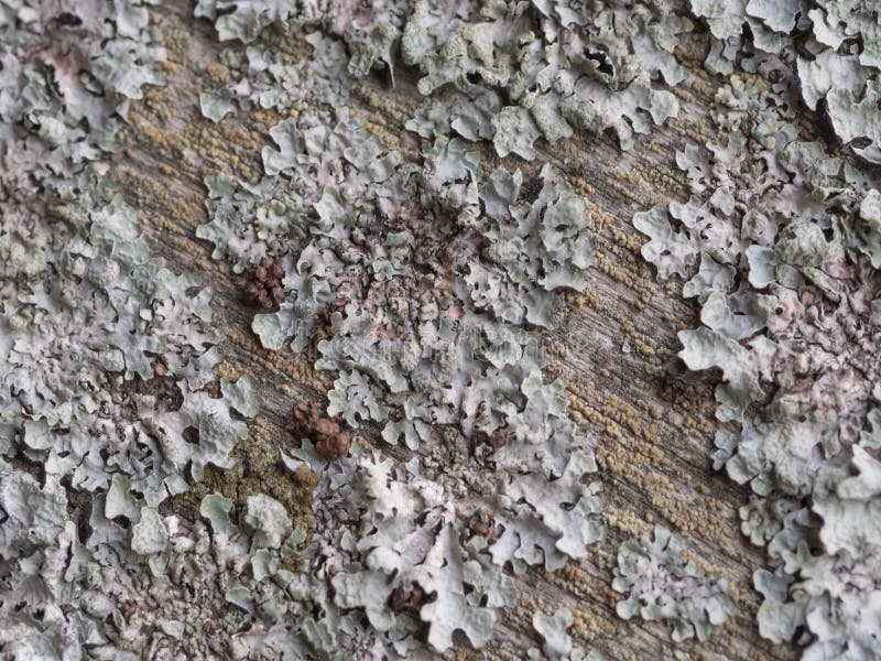 Barklichen Stock Photos - Free & Royalty-Free Stock Photos from Dreamstime