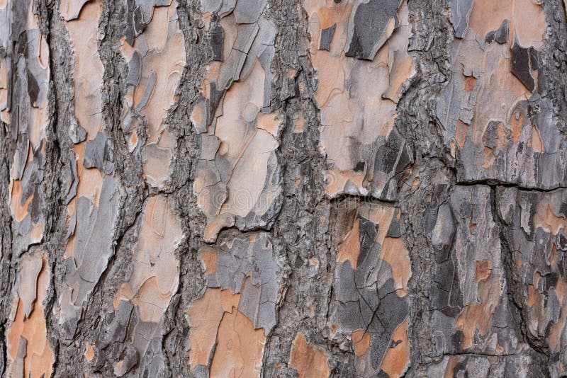Close-up of a tree bark stock photo. Image of close - 143327064