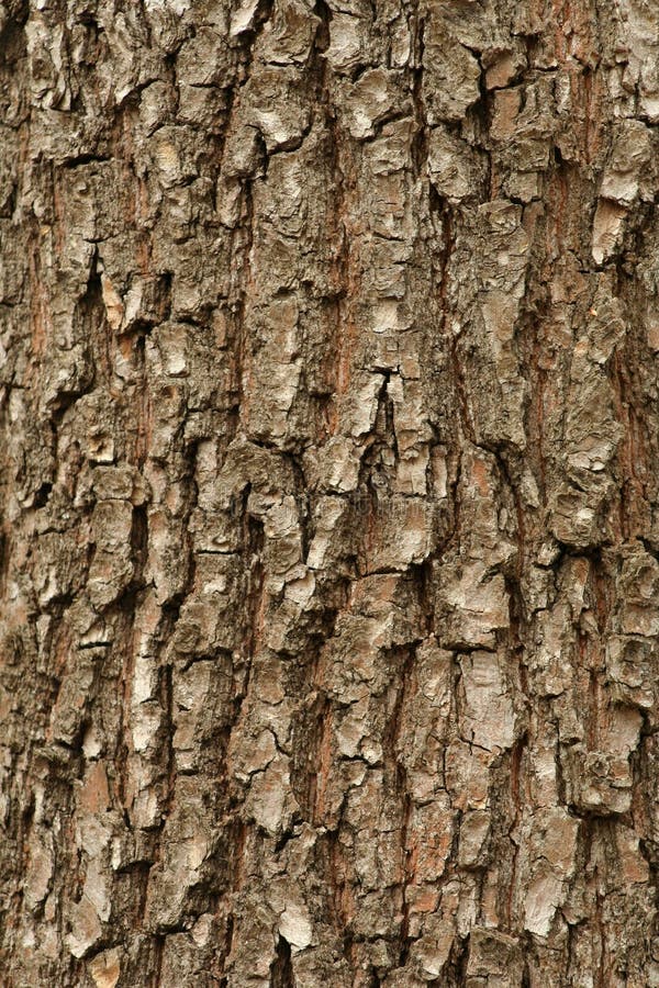 Tree bark stock photo. Image of bark, shot, deciduous - 171824610