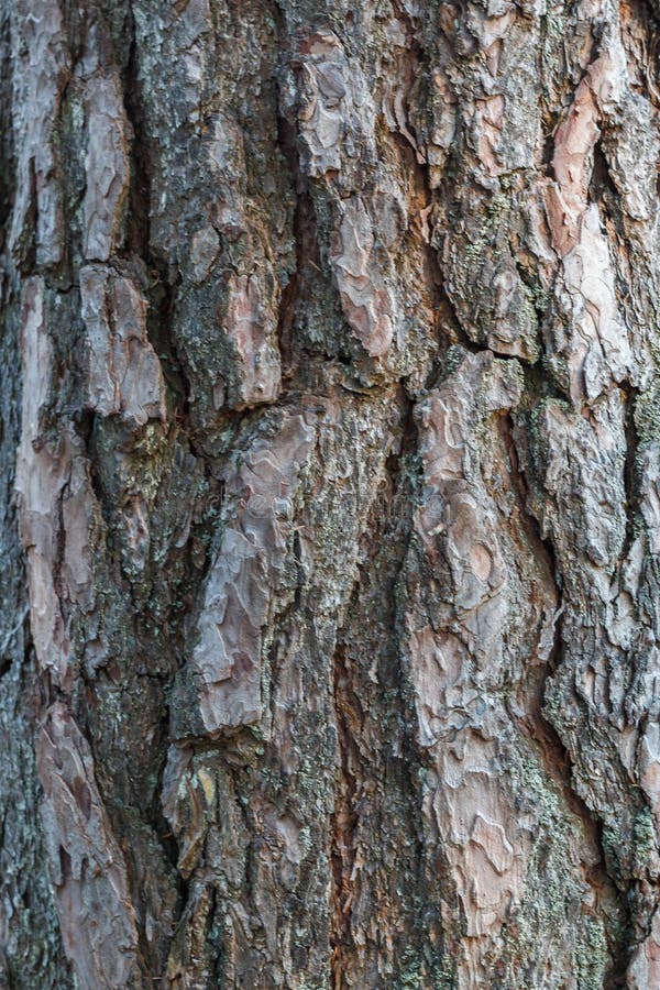 Tree bark detail stock image. Image of autumn, surface - 132834429