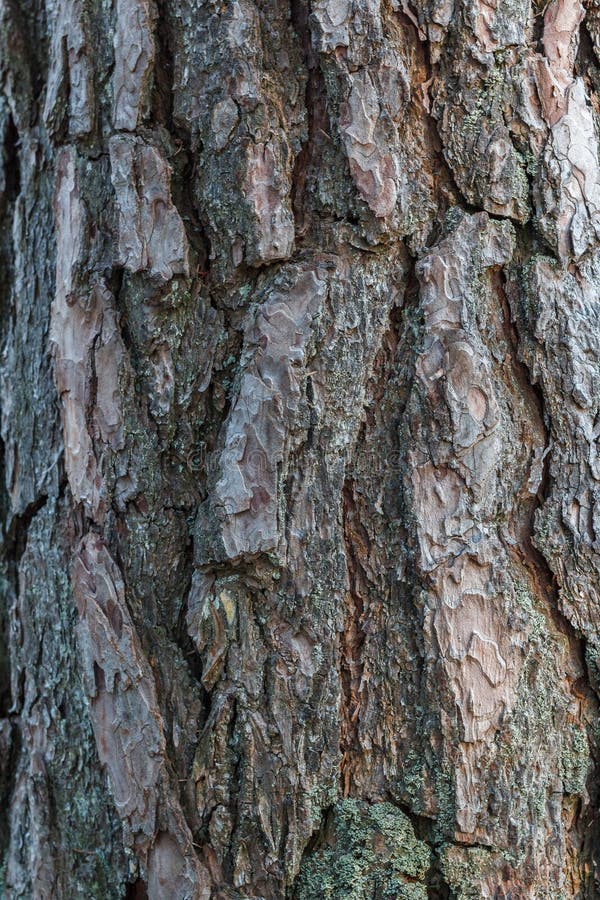 Tree bark detail stock image. Image of cracked, structure - 132834867