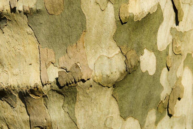 Tree bark detail stock photo. Image of white, gray, tree - 7555202