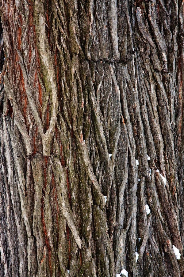 Tree bark detail stock photo. Image of medicinal, layer - 8403282