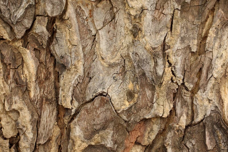 Tree Bark Detail, Abstract Background Stock Image - Image of giant ...