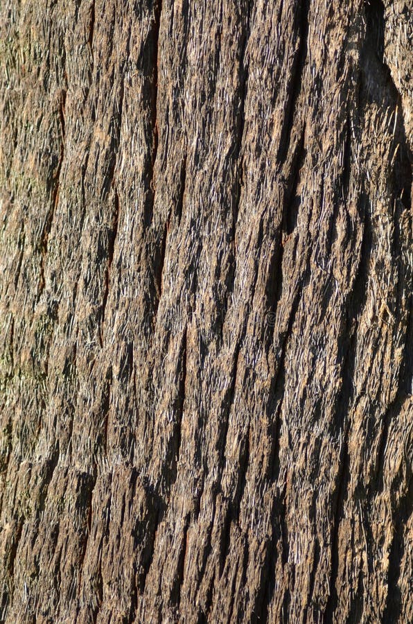 Tree bark detail stock photo. Image of surface, close - 272732498