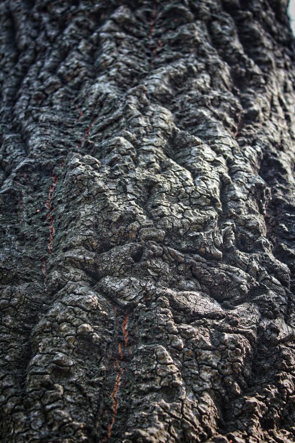 Tree Bark Detail stock photo. Image of detail, forrest - 36570864