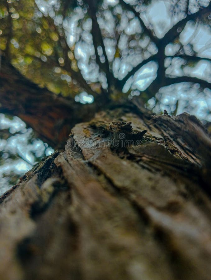 Tree skin stock photo. Image of brown, bark, tree, skin - 292678002