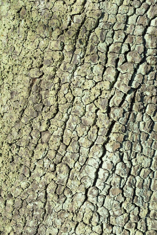 221 Peach Tree Bark Texture Stock Photos - Free & Royalty-Free Stock ...
