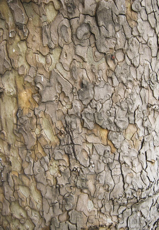 Rainbow Eucalyptus, Colorful Tree Bark Stock Image - Image of timber ...