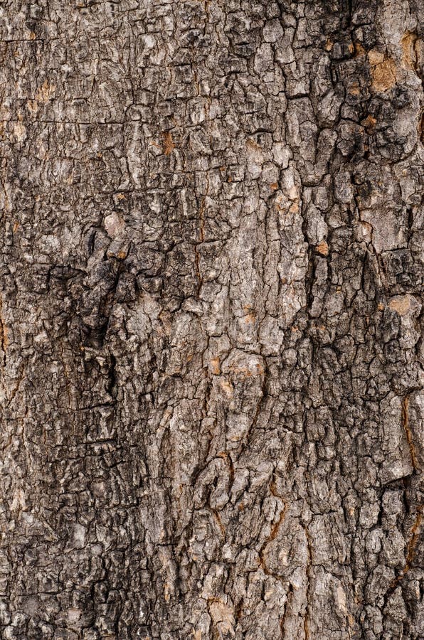 Tree Bark. Detailed Texture Effect.filling the Frame Stock Photo ...