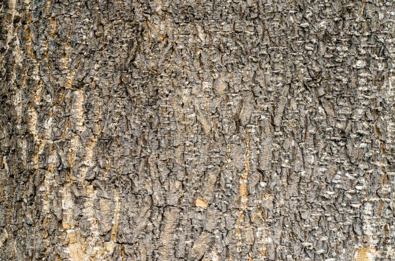 Tree Bark. Detailed Texture Effect Filling the Frame Stock Photo ...