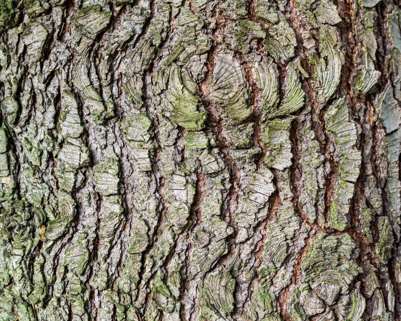 Tree Bark Details As a Texture or Background Stock Photo - Image of ...