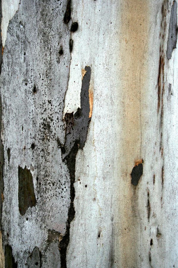 Tree Bark in Assorted Tonal Layers Stock Photo - Image of aging, garden ...